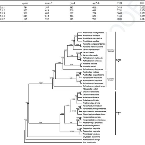 Strict Consensus Of Nine Most Parsimonious Trees L 2488 Using
