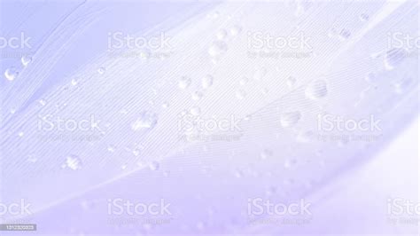 깃털 컨셉 매크로 사진 부드러운 초점에 흰색 배경에 여러 가지 빛깔의 파스텔 천사 깃털 클로즈업 텍스처 자연의 우아한 표현 예술 이미지 취약성 공간을 복사합니다 질감에 대한