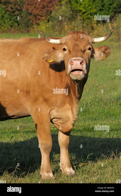 Domestic Cattle Bos Primigenius Bos Taurus Breed Deutsches
