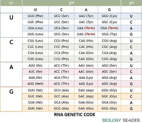 What Are Genetic Codons Definition Key Terms Chart And Properties Biology Reader
