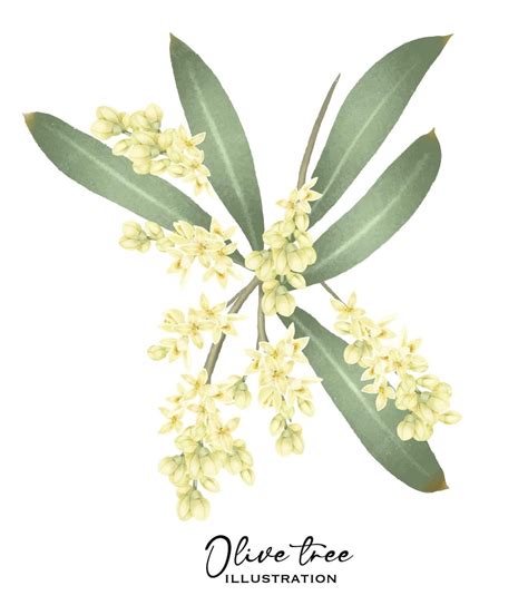 Olive Tree Illustration