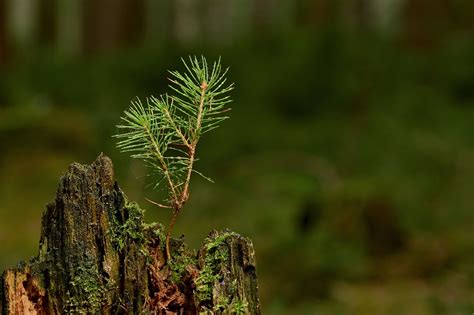 900 Free Seedling Nature Images Pixabay