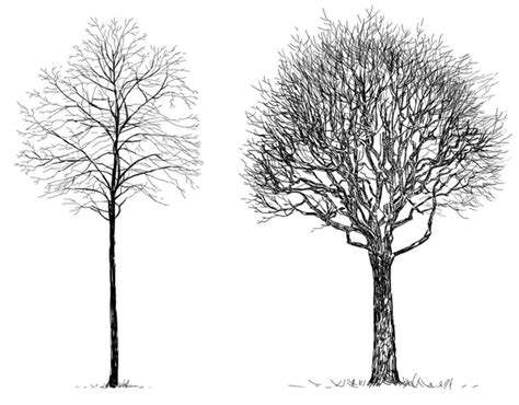 Trees Without Leaves Stock Photos Royalty Free Trees Without Leaves Images Depositphotos
