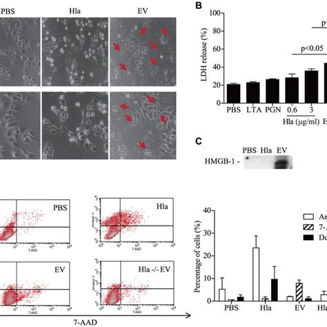 α Hemolysin From S Aureus Induces Skin Barrier Disruption A Evans Download Scientific