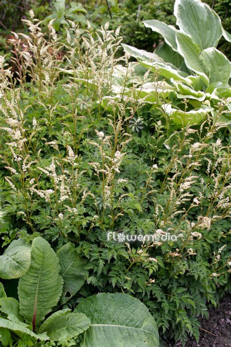Aruncus Aethusifolius Dwarf Goats Beard 112353 Flowermedia