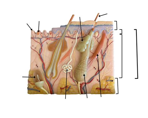 Lab Practicum 1 Lab 2 Diagram Quizlet Lab Practicum 1 Lab 2 Diagram Quizlet