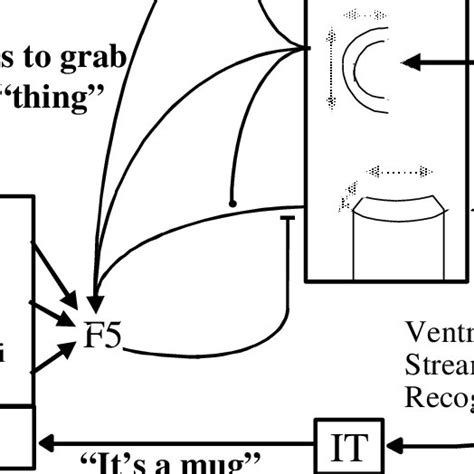 The Role Of It Inferotemporal Cortex And Pfc Prefrontal Cortex In Download Scientific