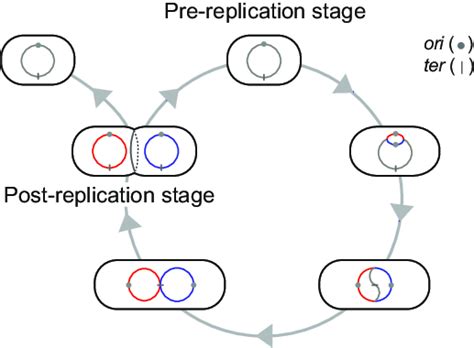 1 Schematic Illustration Of The Bacterial Cell Cycle Replication
