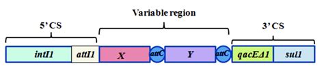 Structure Of A Class 1 Integron Integrons Consist Of A Gene Inti1