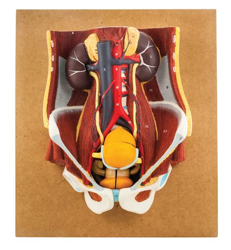 Model Dual Sex Urinary System — Eisco Labs