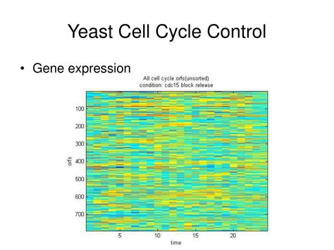 PPT Network Dynamics Of Budding Yeast Cell Cycle PowerPoint Presentation ID