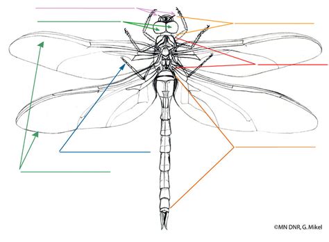 Dragonfly Insect Diagram Quizlet