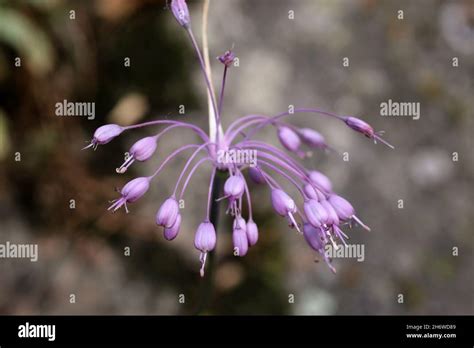 Allium Carinatum Subsp Pulchellum Allium Cirrhosum Amaryllidaceae