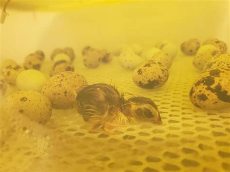 A Complete Guide To Incubating And Hatching Quail Eggs