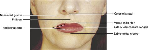 7 The Head By Regions Pocket Dentistry