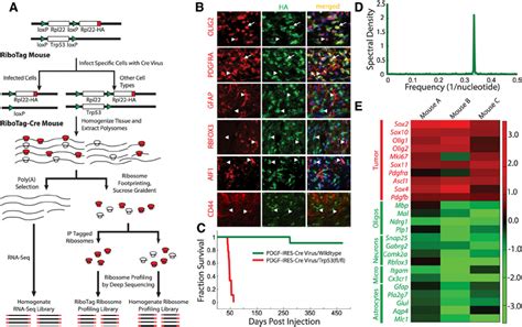Ribotag Mouse Glioma Model And Cell Type Specific Ribosome Profiling A