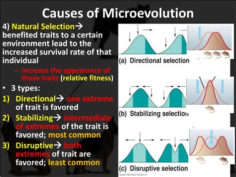 Ppt Microevolution Ch 20 Powerpoint Presentation Free Download Id 2820558