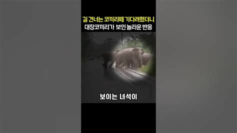 길 건너는 코끼리떼 기다려줬더니 대장코끼리가 보인 놀라운 반응 Youtube
