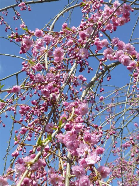 Prunus Pendula Plena Rosea