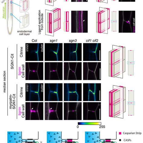 Electric Field Pattern On TE Modes In A Circular Waveguide With