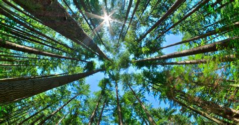 Does Planting A Tree Really Offset Your Carbon Footprint Cbs News