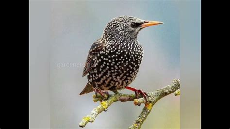 Перелітні та зимуючі птахи України Youtube