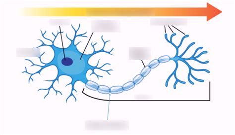 Neurons Diagram Quizlet