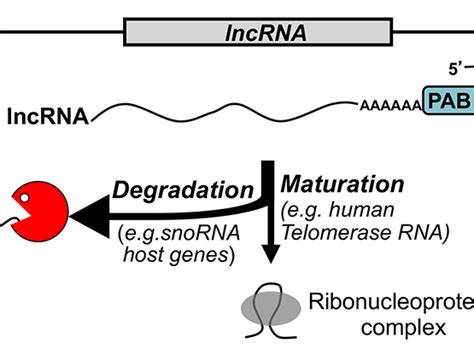 Polyadenylation Dependent Gene Regulation Bachand Lab
