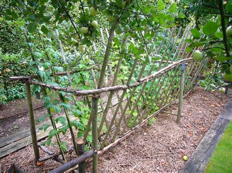 17 Best Images About Raspberry Trellis On Pinterest Gardens Raised 17 Best Images About Raspberry Trellis On Pinterest Gardens Raised