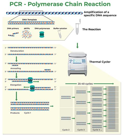 how to design primers zymo research zymo research international