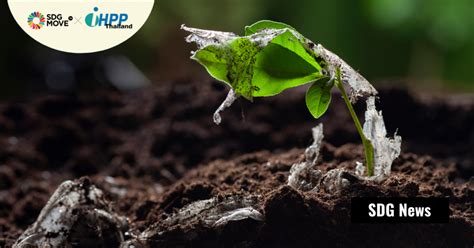 พลาสติกจากการเกษตรตกค้างในดิน เป็นอันตรายต่อความมั่นคงทางอาหาร สุขภาพมนุษย์ และสิ่งแวดล้อม Sdg