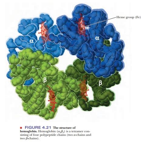 Quaternary Structure Of Proteins
