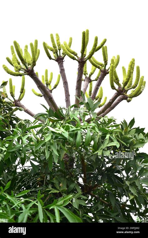 Cabbage Tree Cussonia Spicata Is An Evergreen Tree Native To Southern Africa Inflorescences