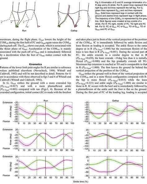instantaneous joint angles ankle knee and hip during a stride of r download scientific