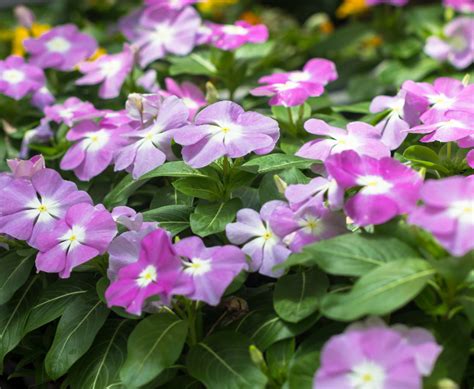 Periwinkle Medicinal Benefits Unlocking Natures Powerful Healing