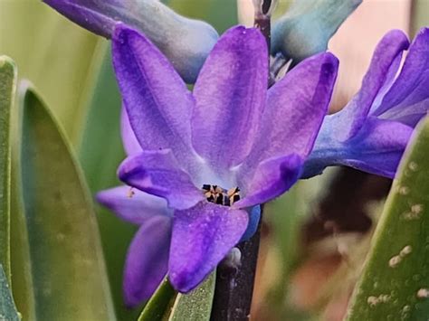 This Is In My Garden In Wyoming And I Can Not Figure Out What It Is