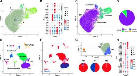 Single Cell Analysis Of The Naive Murine Carotid Artery A Uniform Download Scientific Diagram