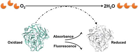Principle Of Laccase To Synthesize Polymerics And Its Potential Use In Download Scientific