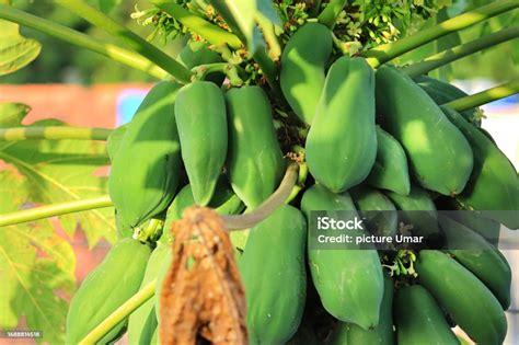 농장의 건강한 파파야 나무에 있는 자연의 신선한 파파야 과일 자연 경관에서 나무에 녹색 파파야를 키우고 있습니다 나무와 초록색 배경에 있는 초록색 파파야의 그룹 건강한