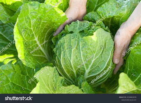28 355 배추 밭 이미지 스톡 사진 및 벡터 Shutterstock