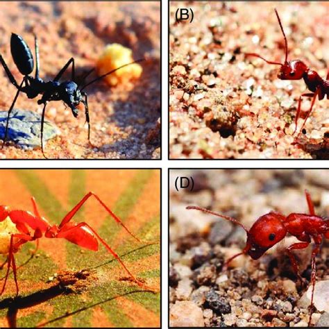 Pdf Adaptations To Thermal Stress In Social Insects Recent Advances