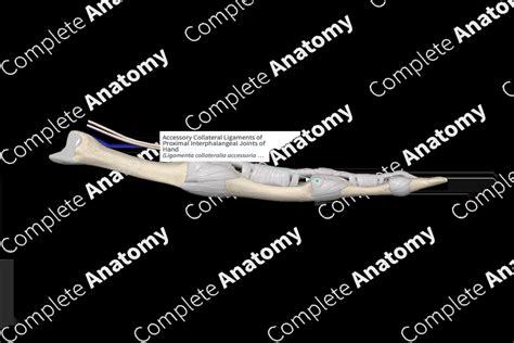 Accessory Collateral Ligaments Of Proximal Interphalangeal Joints Of Hand Complete Anatomy
