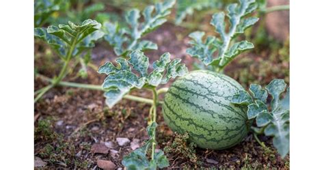 Дини и пъпеши се сеят при трайно затопляне Български Фермер
