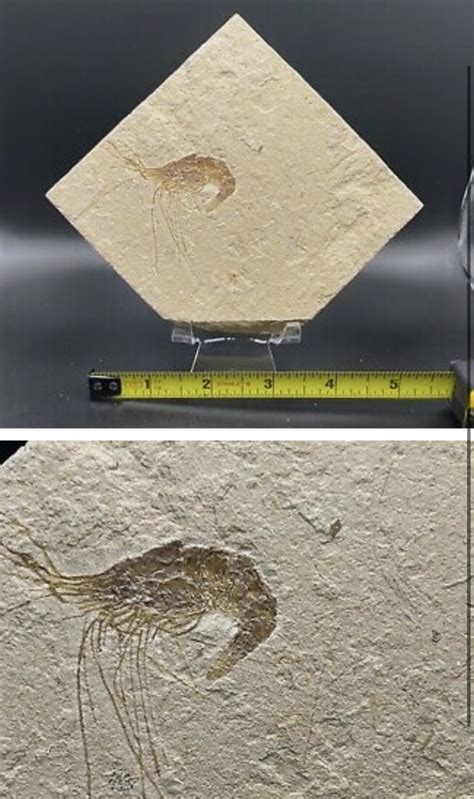 Need Help Identifying If These Fossils Are Real Shrimp And Crab Is It Real How To Recognize