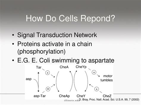 Ppt Combinatorial Synthesis Of Genetic Networks Powerpoint