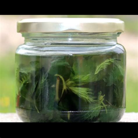 Масло от коприва цяр №1 за кожни и костни заболявания еликсир за гъста коса Правя го всяка