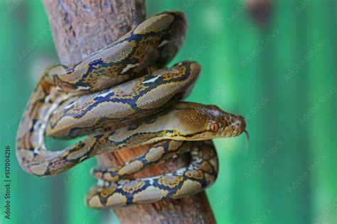 Foto De A Reticulated Python Coiled Around A Dry Tree Trunk This Reptile Has The Scientific