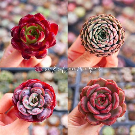 Jual Sukulen Kaktus Echeveria Sekulen Import Mini Tanaman Bunga Skulen Asli Hiasan Taman