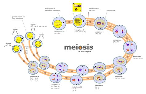 Mitosis Vs Meiosis Chart Biology