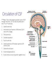 Blood Supply CSF Flow Venous Flow Pdf Circulation Of CSF Note This Is The Longest Possible